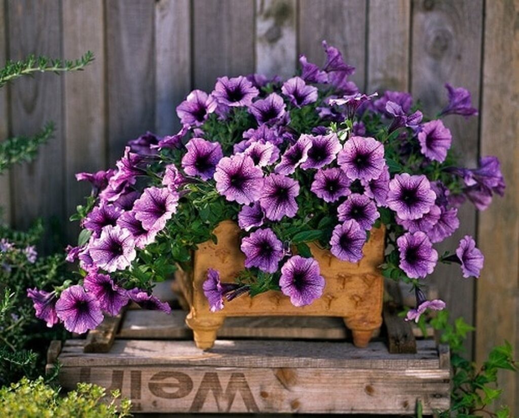 47 Stunning Flowers For Full Sun That Thrive In Blazing Heat