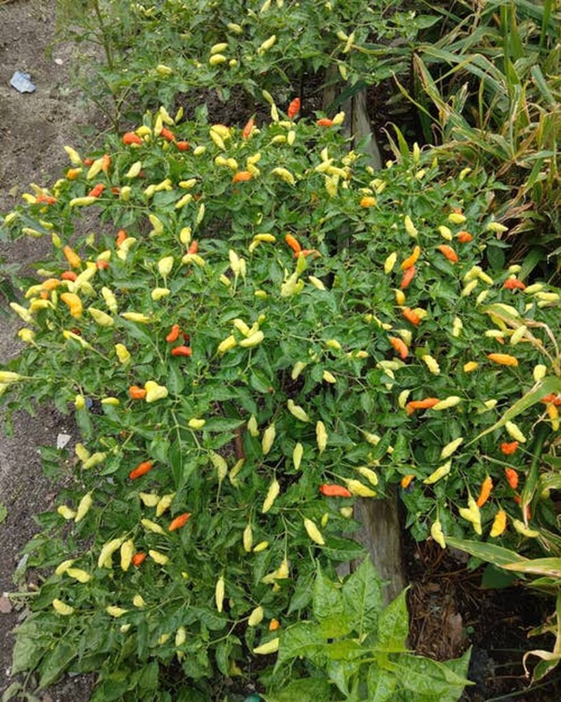 19 Incredible Heat Tolerant Vegetables for Warm Climate