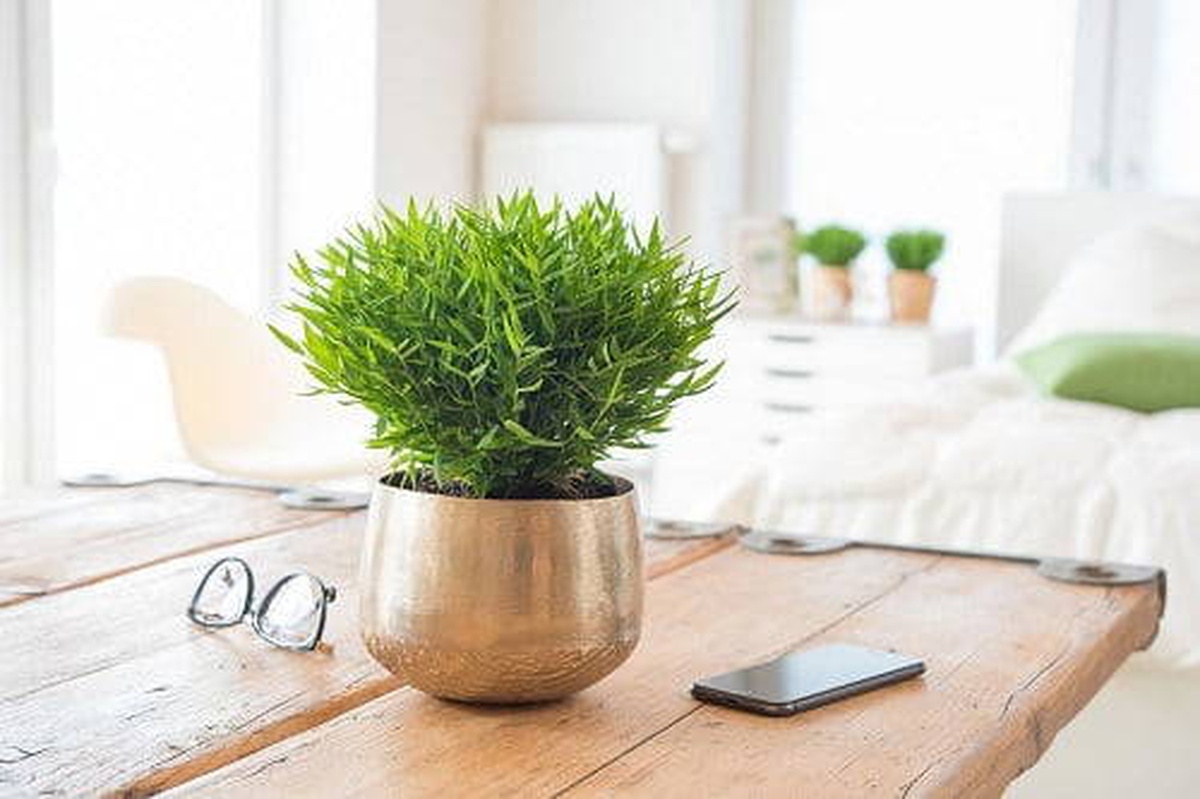 9 Charming Ornamental Indoor Grass Plants for a Fresh Home