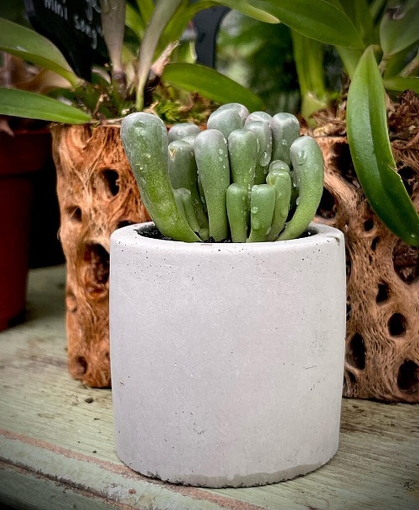 17 Amazing Plants That Look Like Human Body Parts