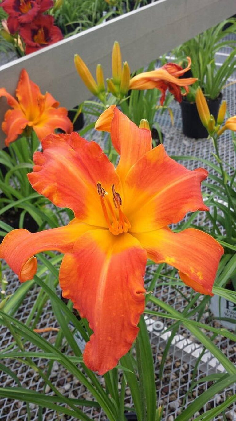 18 Gorgeous Plants That Bloom Massive, Eye-Catching Flowers