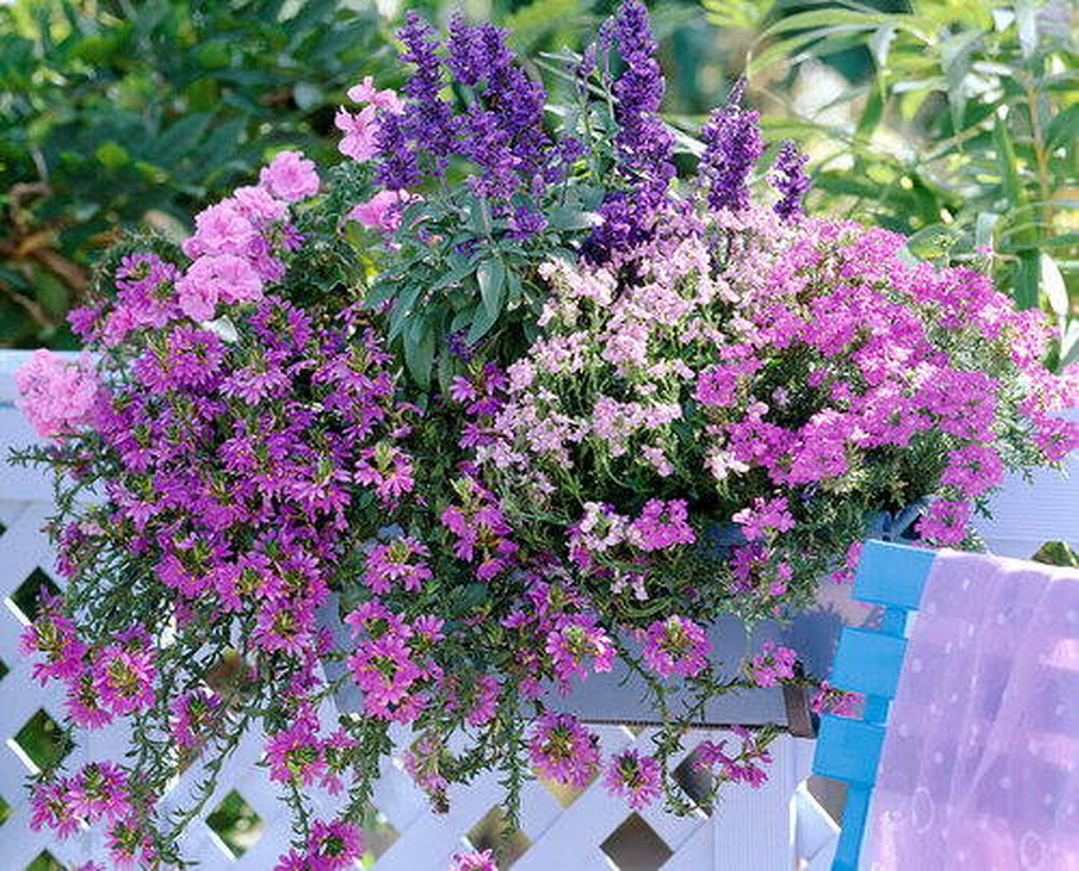 10 Effortless Heat-Loving Flowers That Thrive in Scorching Temps