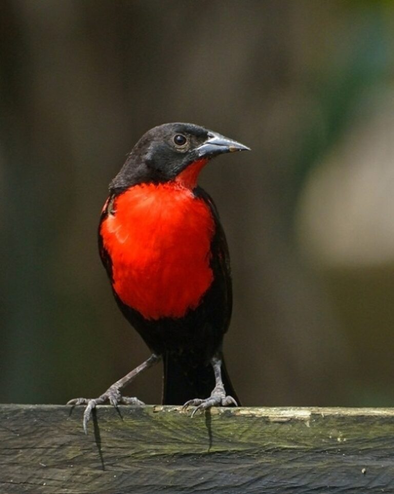 33 Stunning Birds with Red Chest That Brighten Any Garden