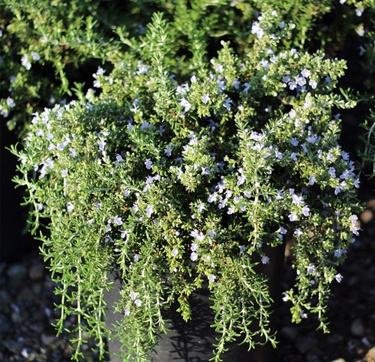 8 Amazing Creeping Rosemary Varieties to Brighten Your Garden
