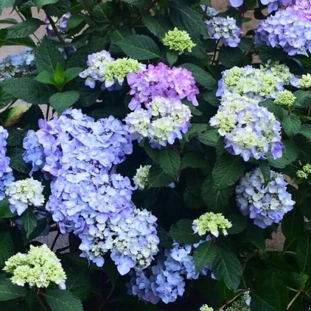 17 Stunning Types of Purple Hydrangea Varieties for Your Garden