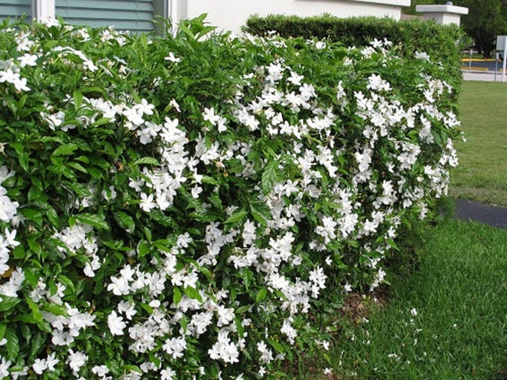 40 Brilliant Low Maintenance Hedge Plants for Effortless Gardens