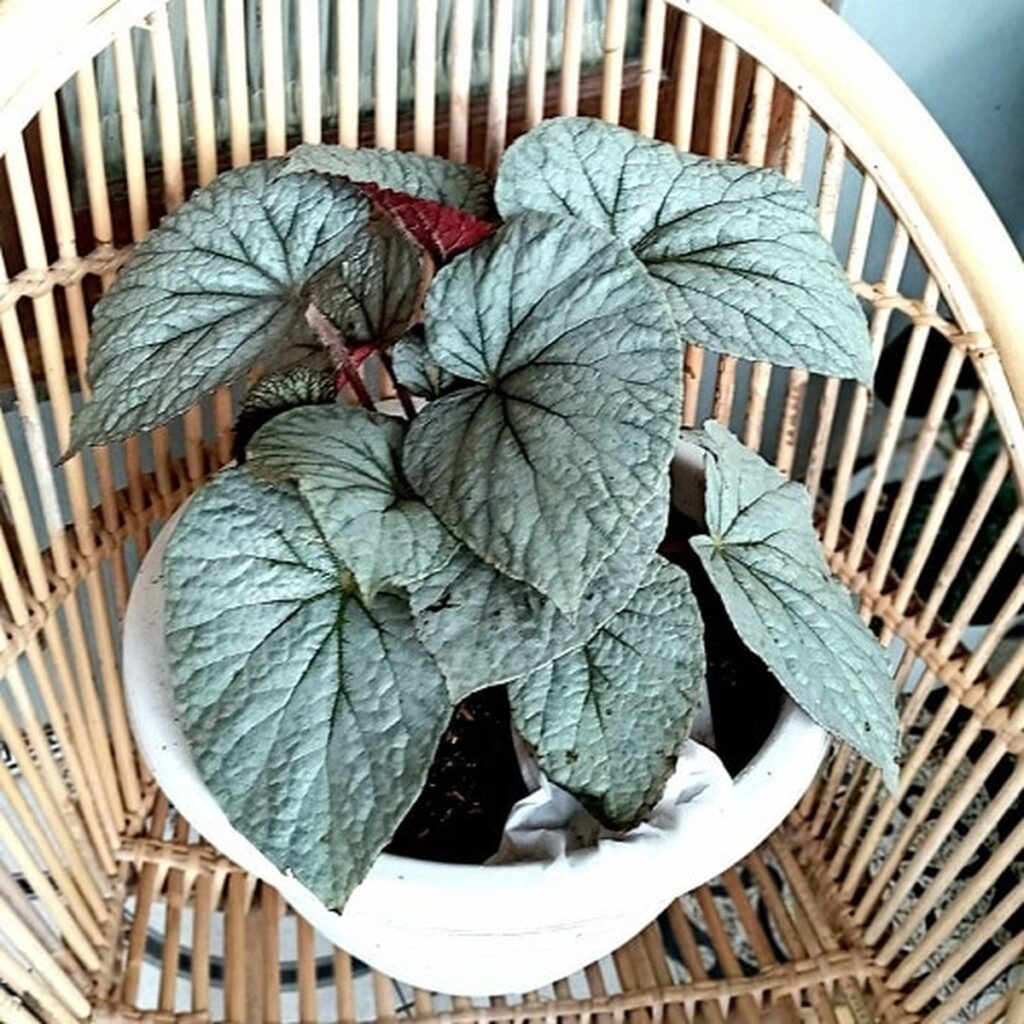 30 Gorgeous Types of Rex Begonia Varieties to Fall For