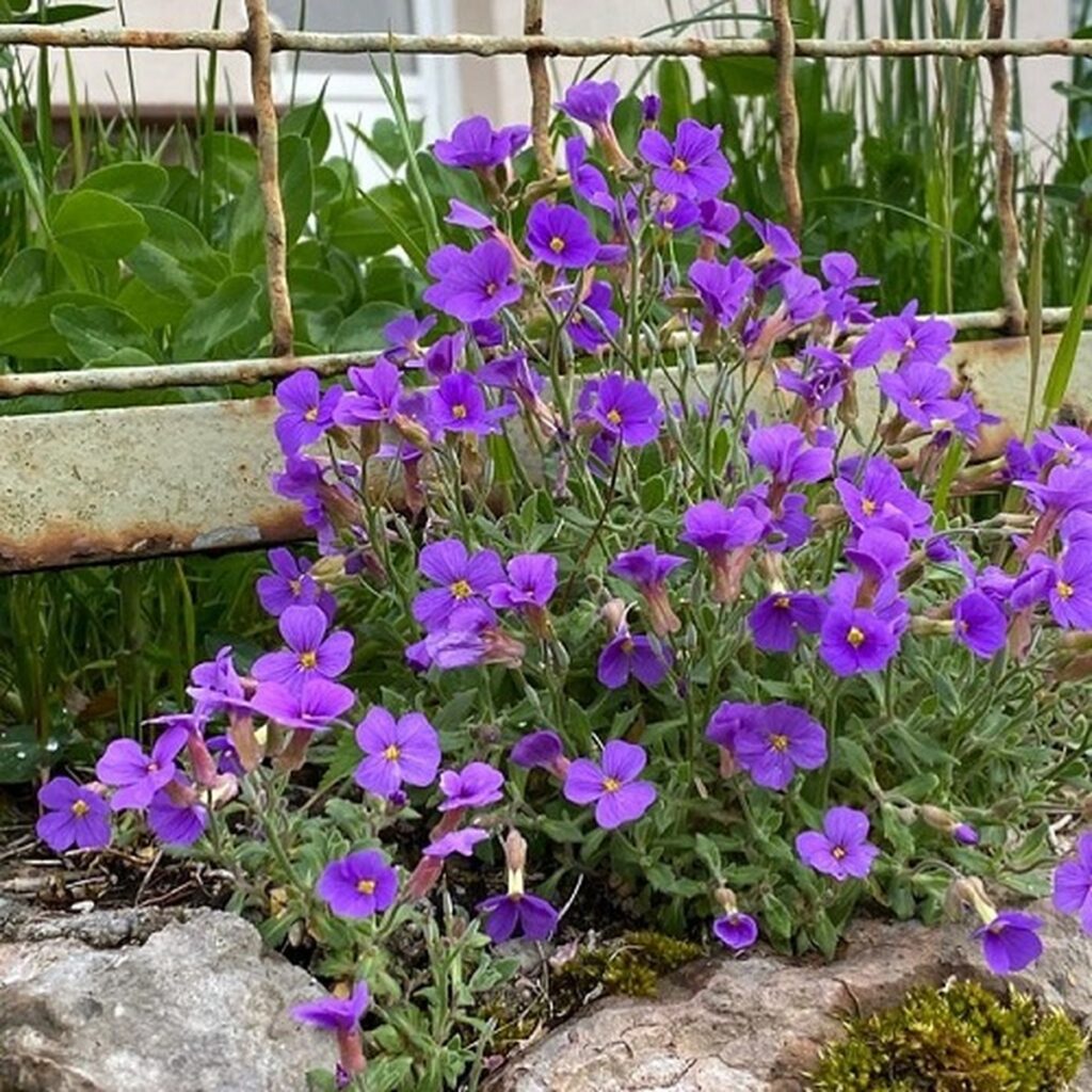 12 Stunning Purple Flowers With Yellow Center to Brighten Your Garden