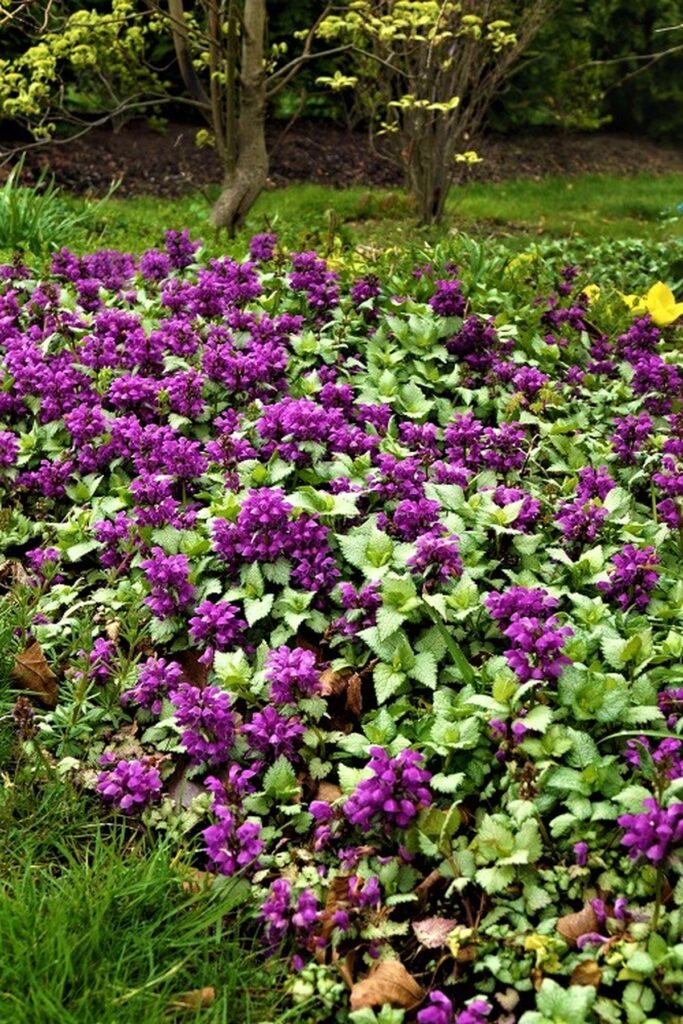 36 Gorgeous Violet Flowers to Brighten Your Garden Today