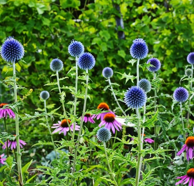 17 Stunning Navy Blue Flowers to Brighten Your Garden
