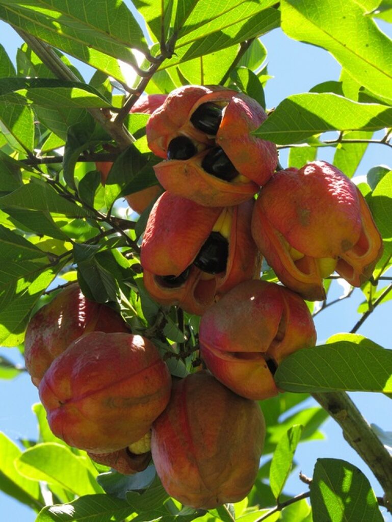 4 Amazing Fruits With Seeds On The Outside You Never Knew About