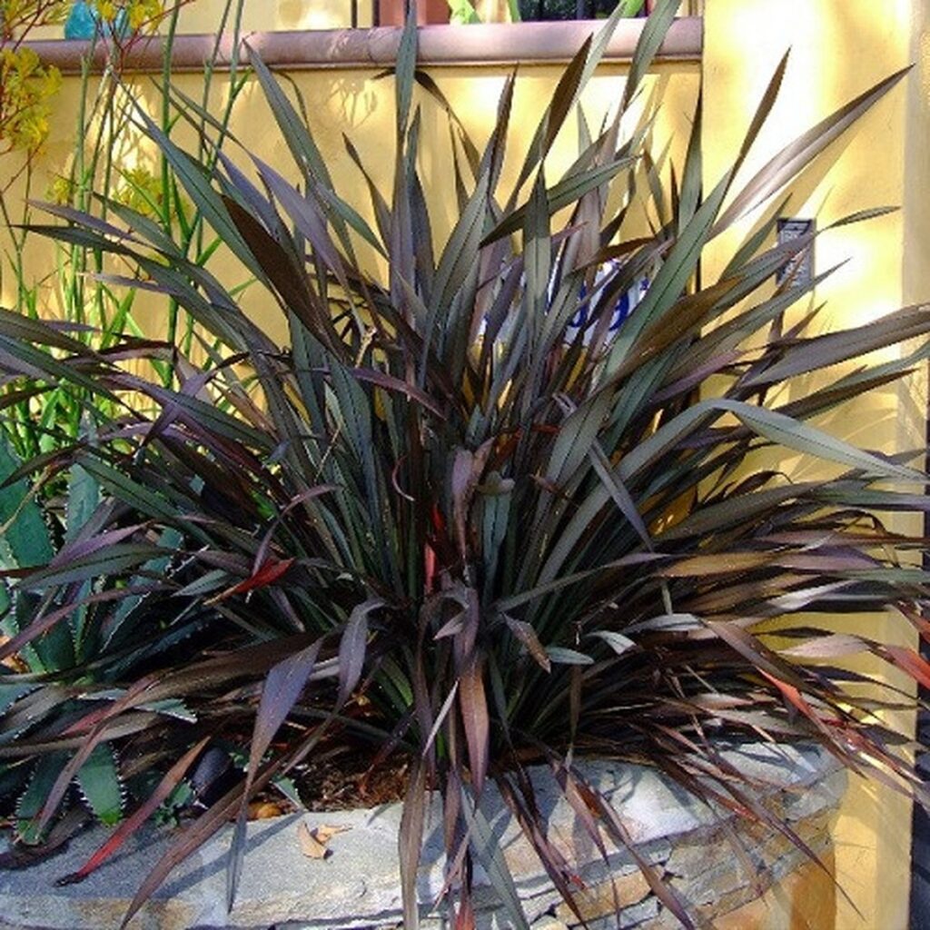 18 Stunning New Zealand Flax Varieties That Brighten Any Garden