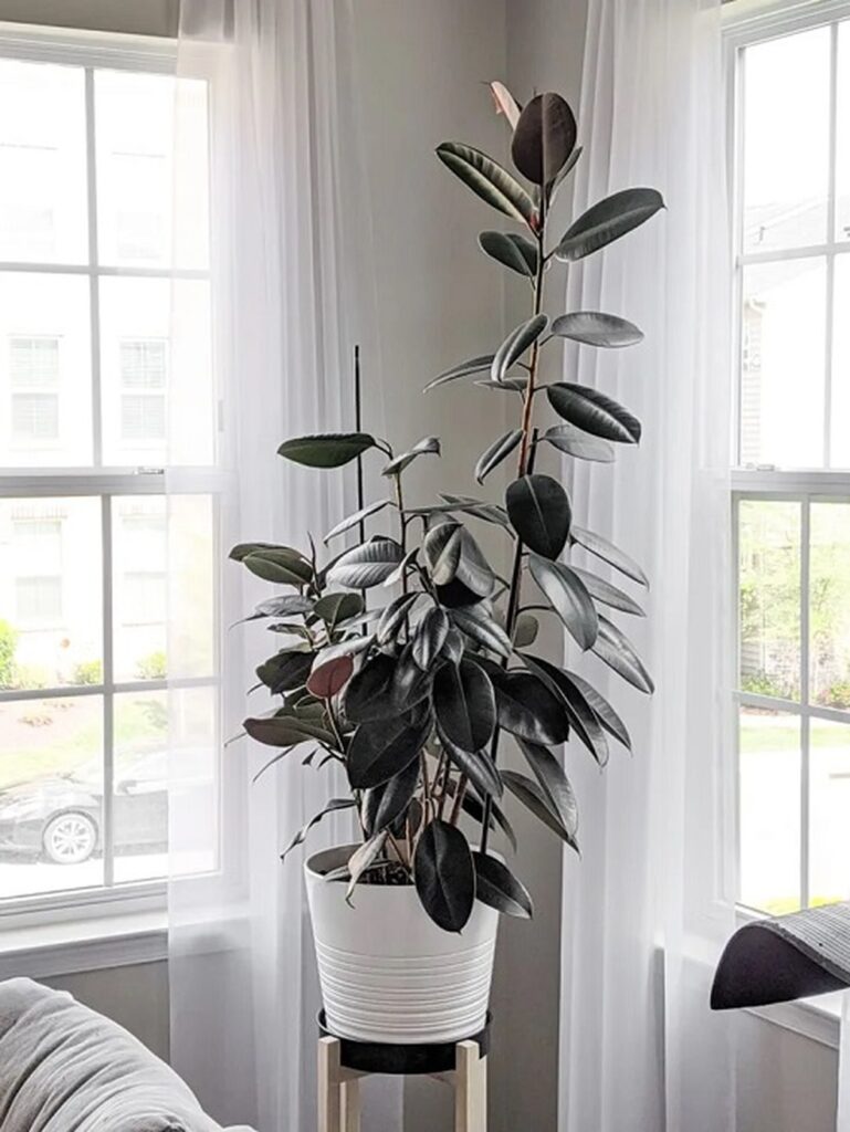 18 Creative Indoor Plant Stake Ideas for Happy Houseplants