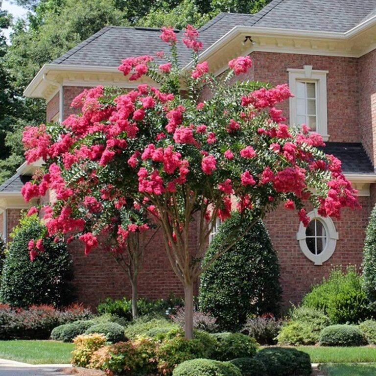 30 Stunning Landscaping Ideas with Crepe Myrtles to Transform Your Yard