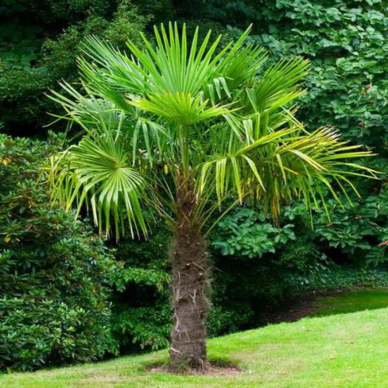 27 Stunning Big Leaf Outdoor Plants for Garden