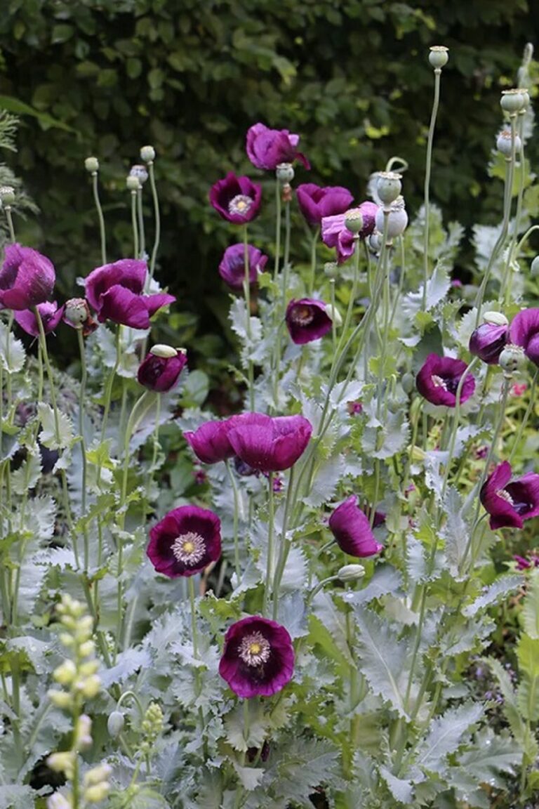23 Beautiful Flowers That Mean Healing for a Comforting Touch
