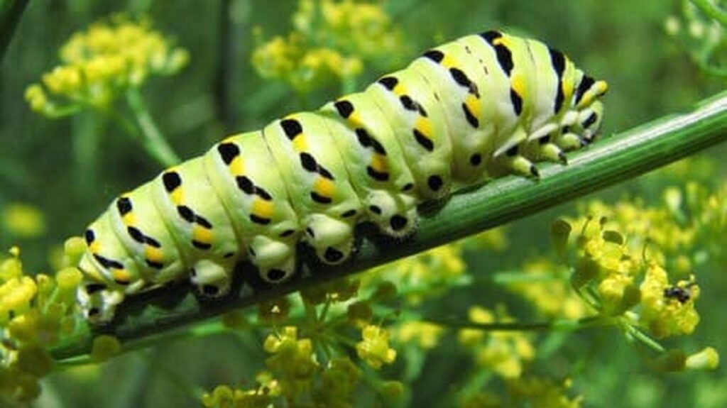 20 Fascinating Types of Green Caterpillars to Discover Today