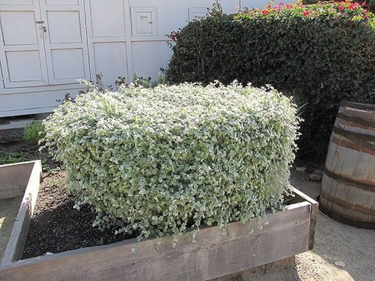 30 Gorgeous Trailing Foliage Plants for Hanging Baskets and Windowboxes