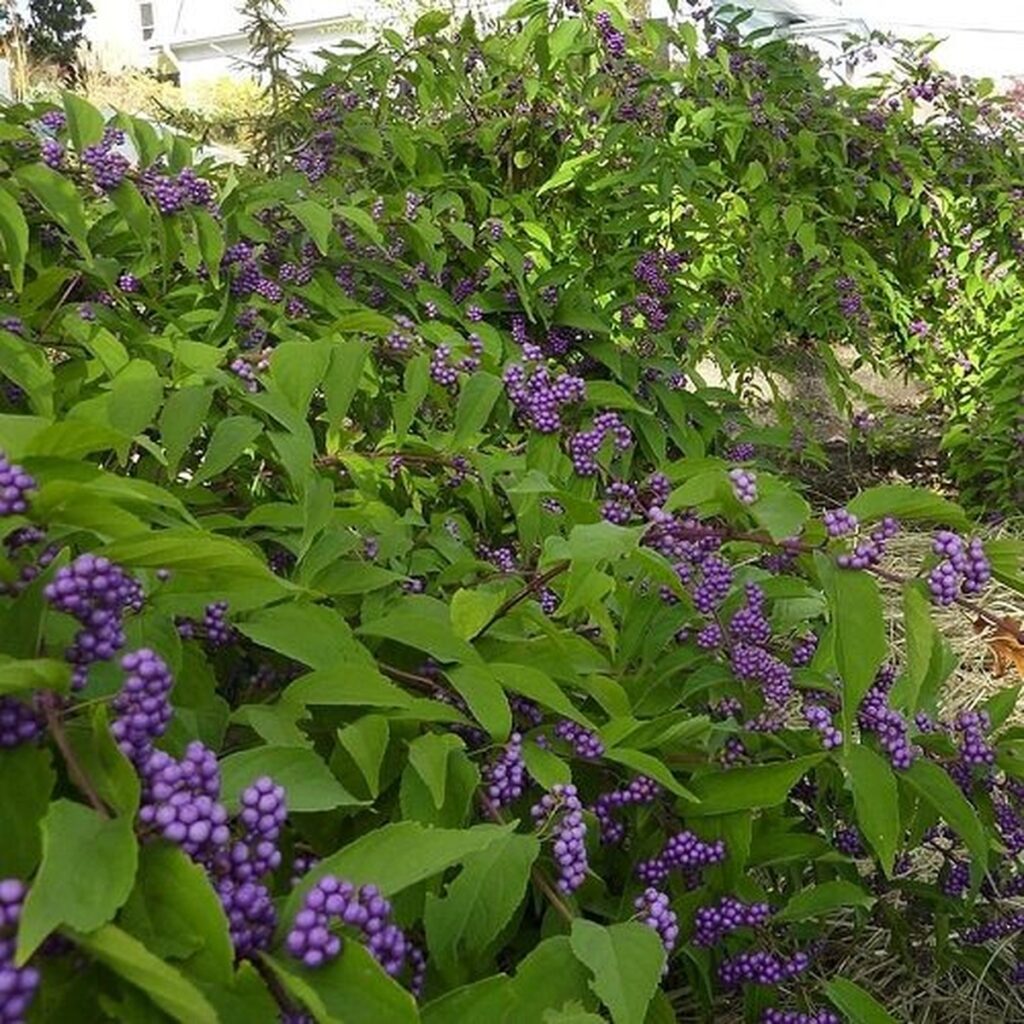 27 Speedy Privacy Shrubs That Transform Your Garden Fast