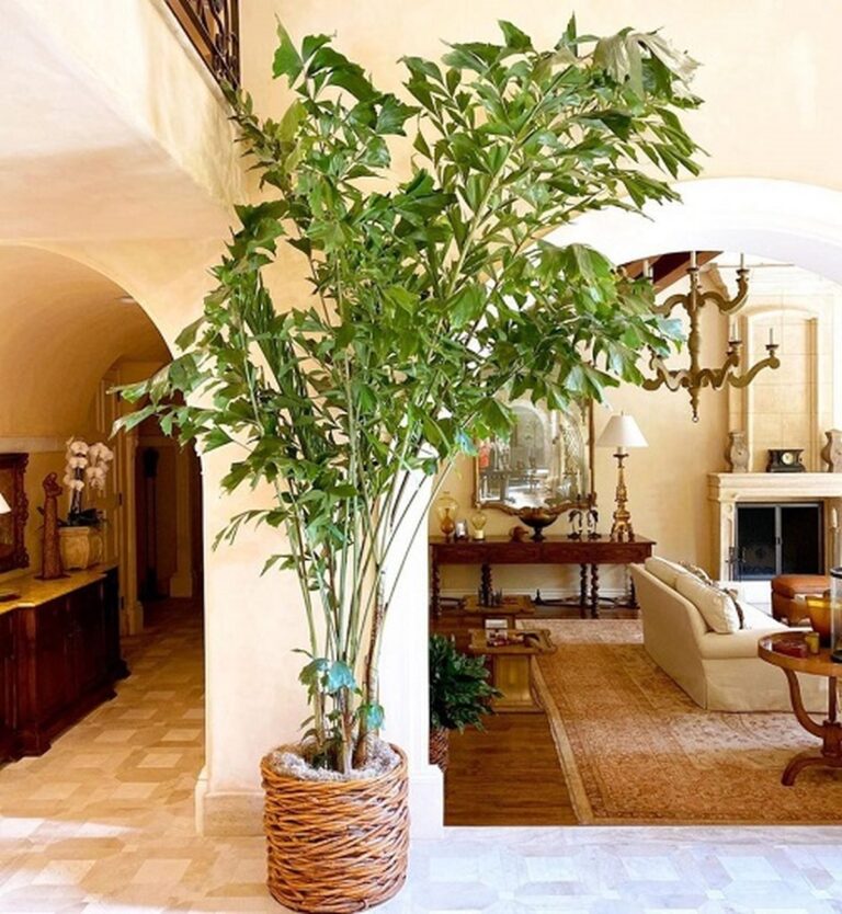 26 Enchanting Trees You Can Grow Indoors for a Cozy Oasis