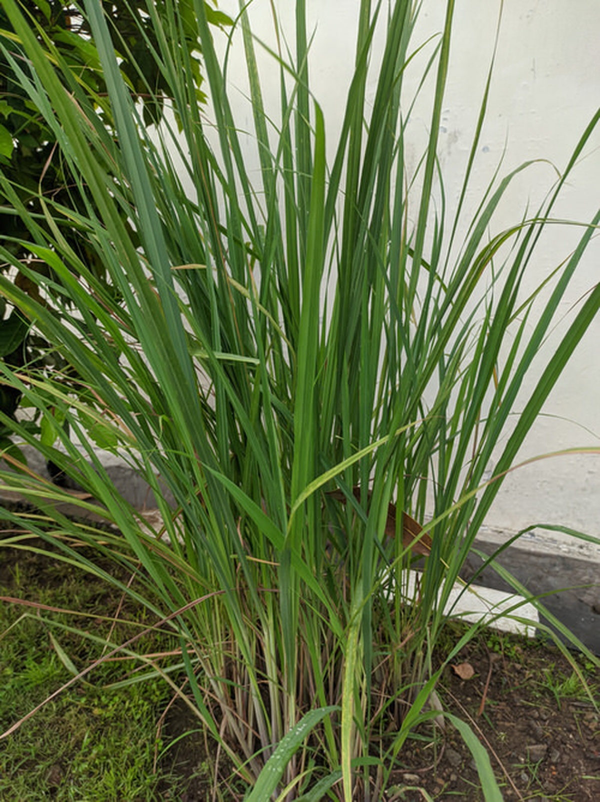 14 Effective Plants That Keep Lizards Away From Home & Garden