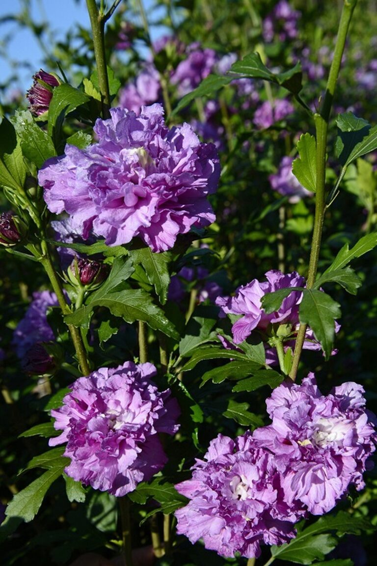 22 Beautiful French Flowers To Brighten Up Your Garden Today