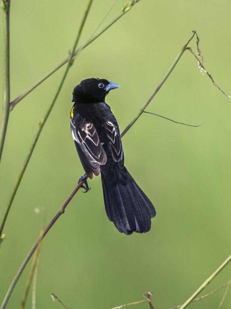 30 Striking Birds with White Stripes on Wings - Nature's Wonders!