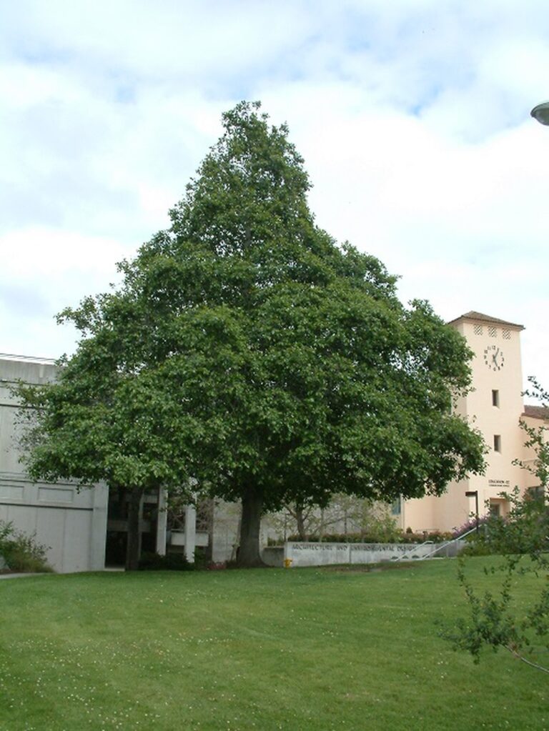 11 Fast Growing Shade Trees in California for a Cool Backyard