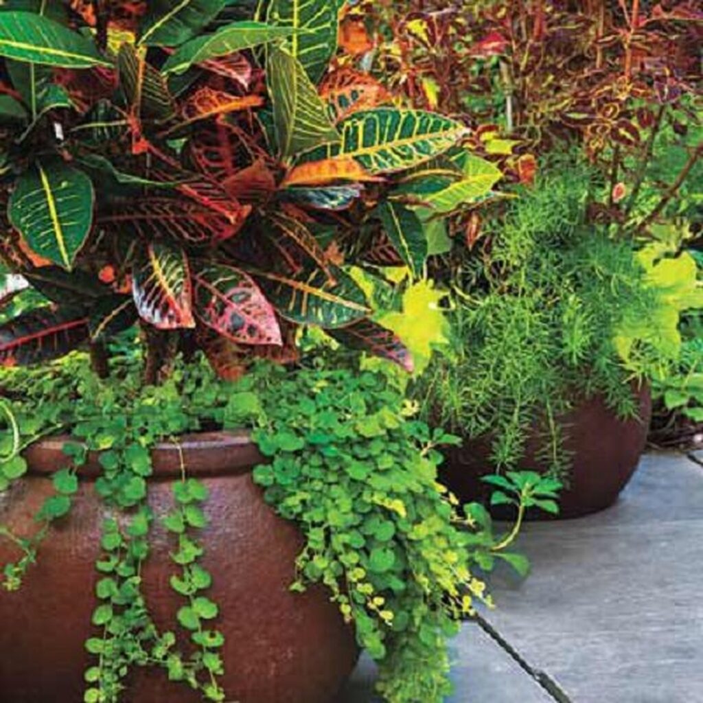 25 Breathtaking Landscaping with Croton Pictures to Inspire
