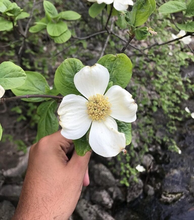 16 Eye-Catching Swamp Flowers That Thrive in Bogs and Marshes
