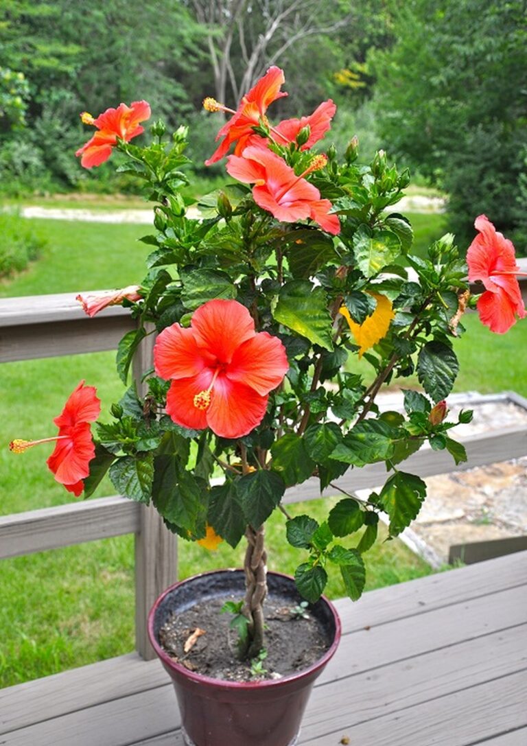35 Fascinating Flower Meanings That Speak Love and Emotion