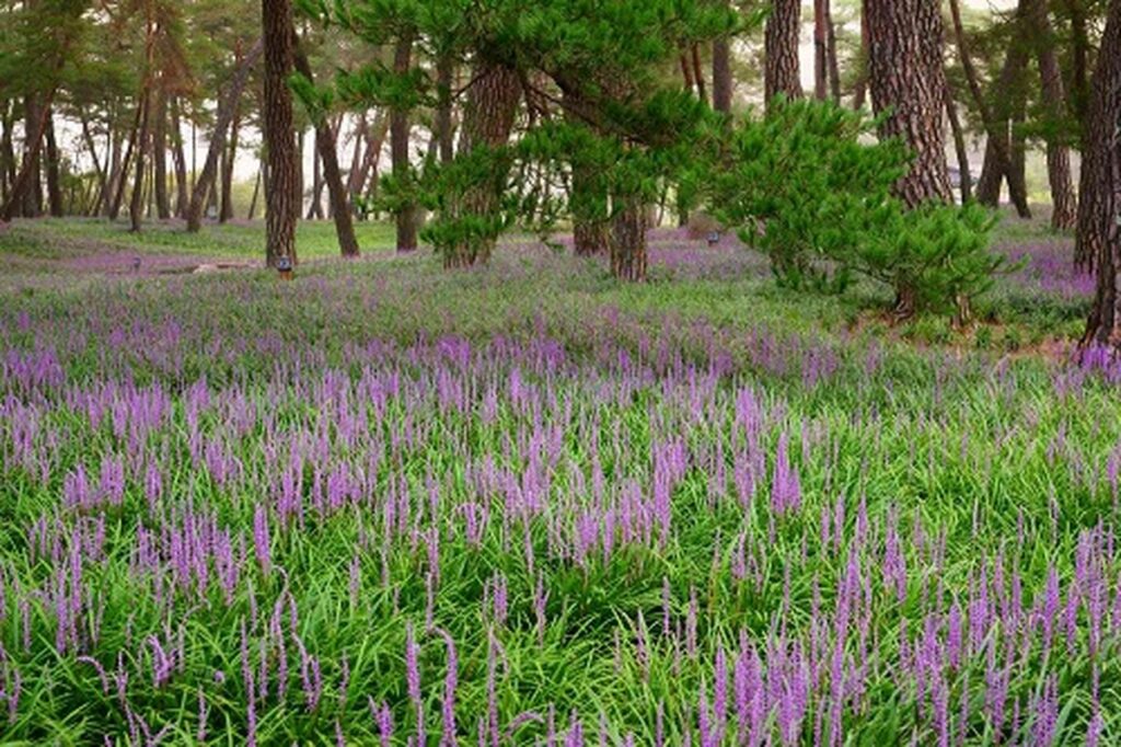 40 Stunning Plants That Thrive Under Oak Trees