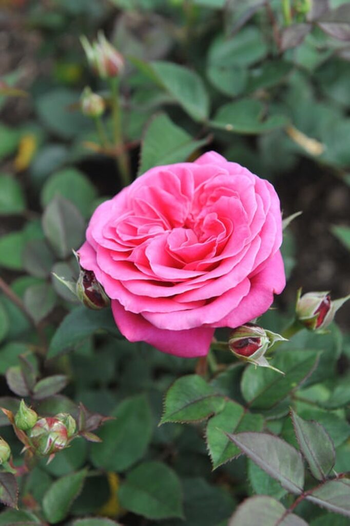 22 Stunning Types of Lisianthus Varieties to Brighten Your Garden