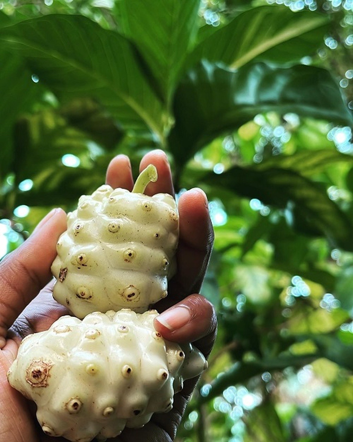 11 Smelly Fruits that Stink and Smell: Hold Your Nose!