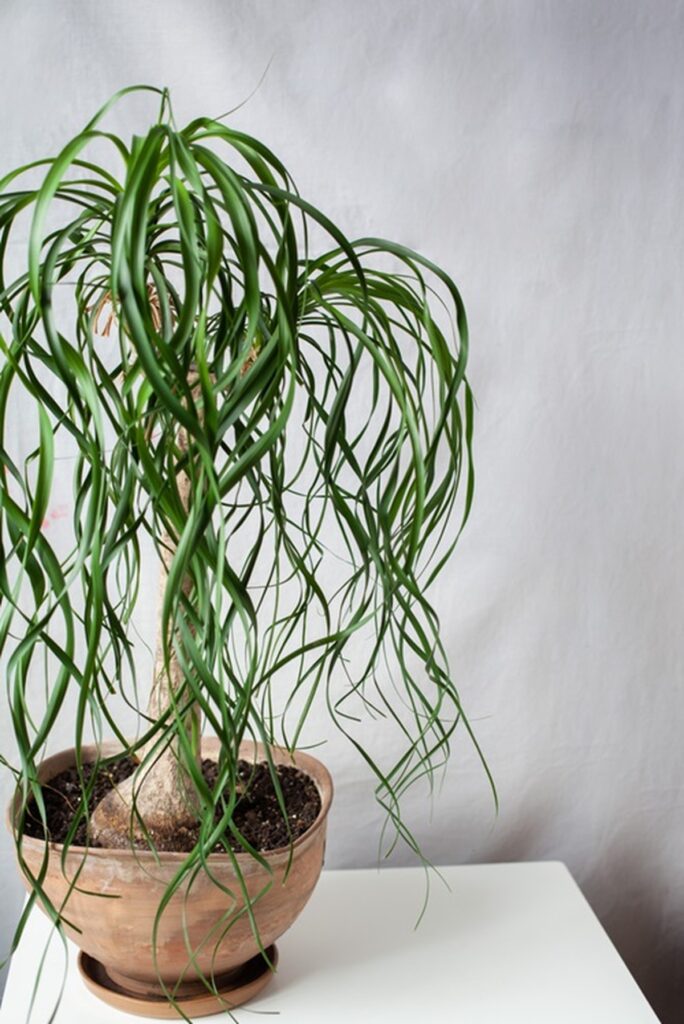 16 Amazing Small Palm Trees That Thrive in Tiny Spaces