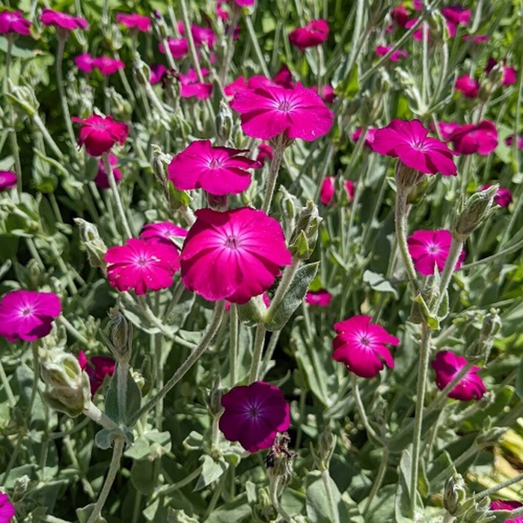41 Stunning Magenta Flowers That Brighten Any Garden