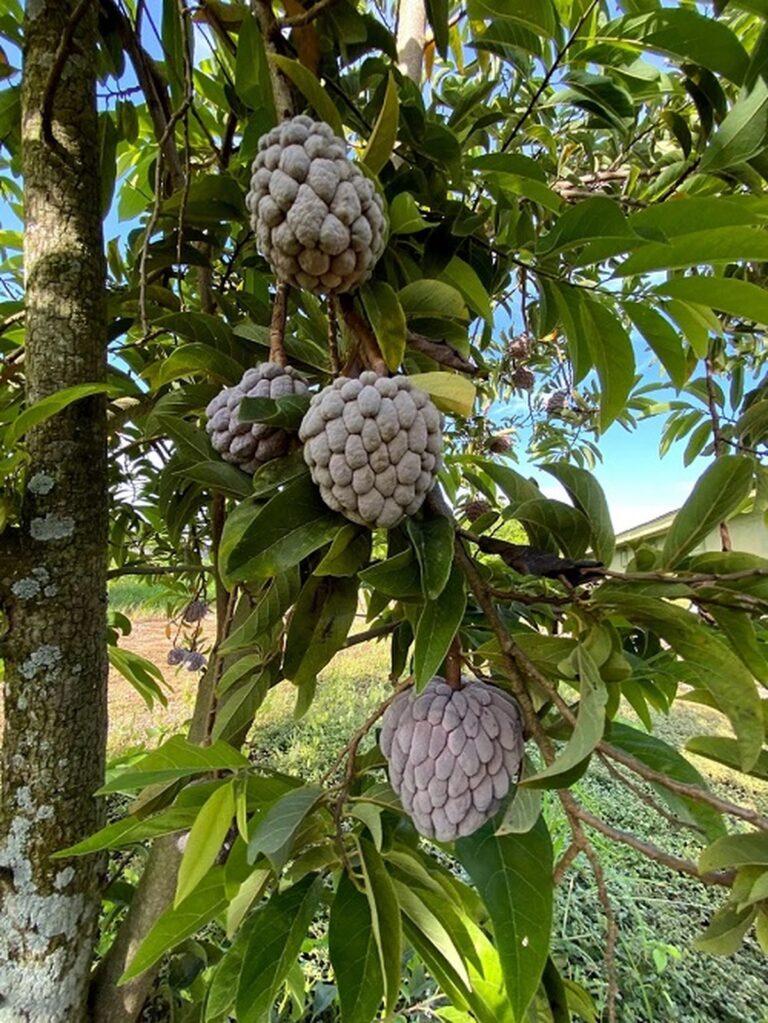 17 Speedy Fruit Trees to Plant for a Quick Harvest