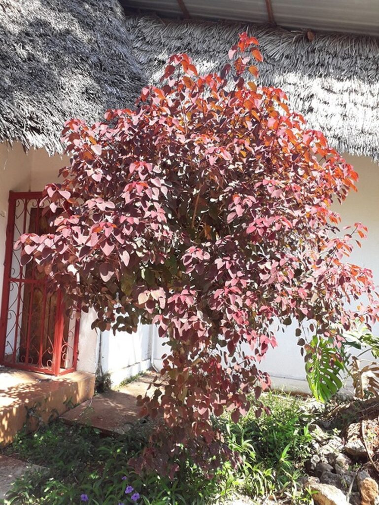 30 Stunning Red Leaf Plant Varieties to Brighten Your Garden