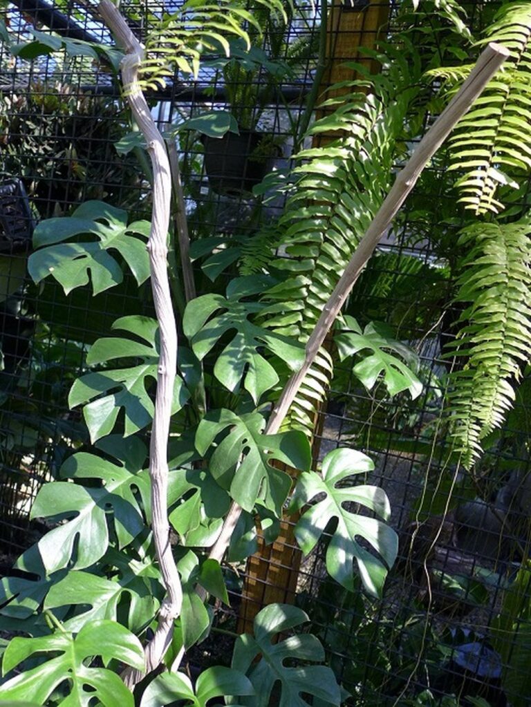 10 Amazing Clinging Vines That Climb on Anything Naturally