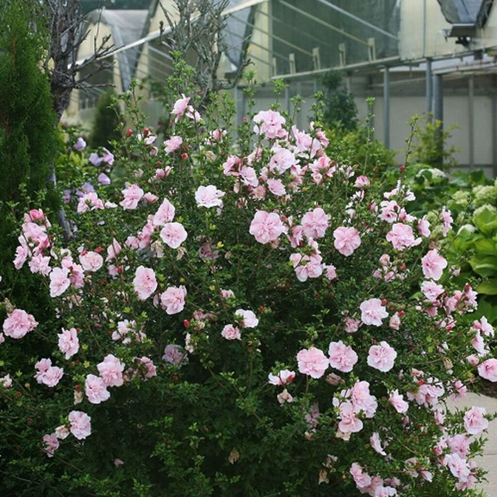 17 Beautiful Rose of Sharon Varieties to Brighten Your Garden
