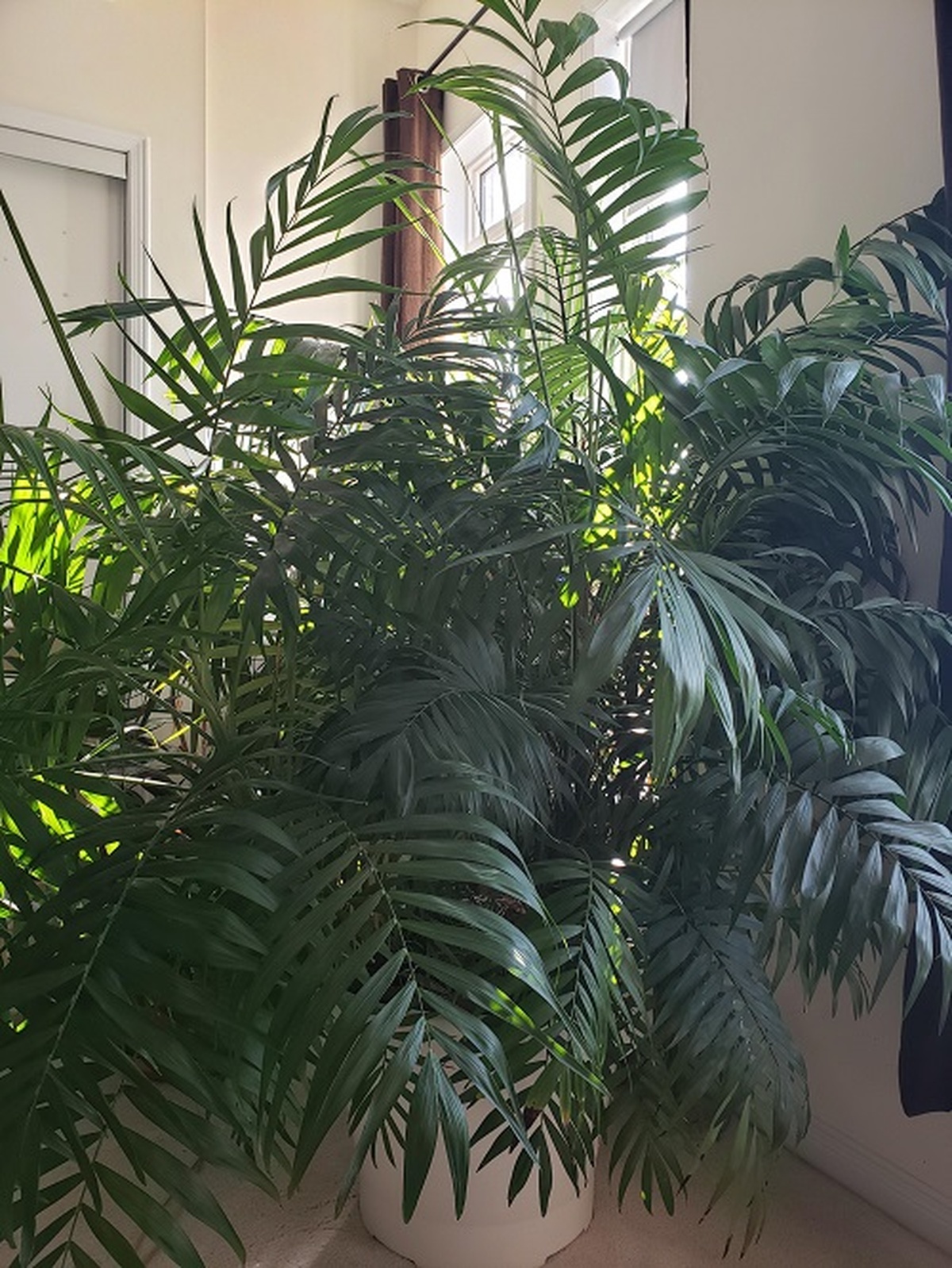 13 Gorgeous Indoor Trees Safe For Cats That Won't Harm Your Pet