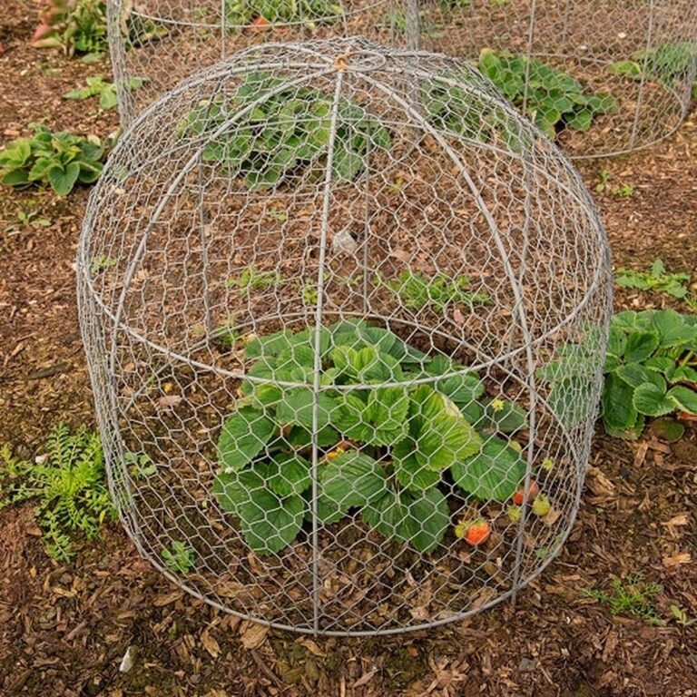 18 Amazing DIY Garden Cloche Ideas for Plant Protection