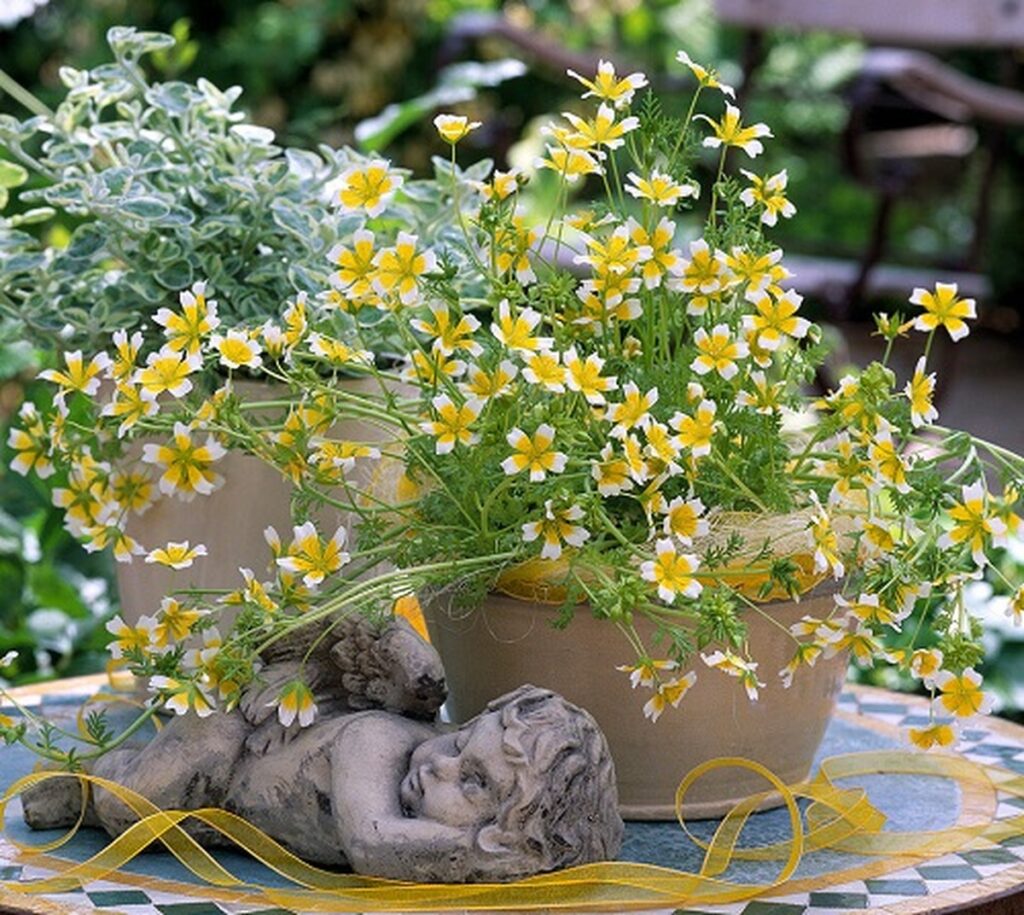 22 Beautiful Wildflowers For Pots That Bloom All Season Long