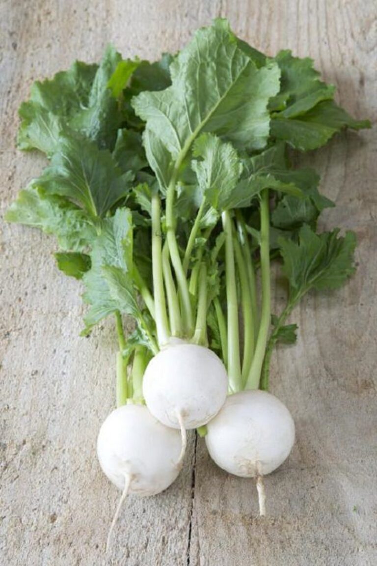 23 Delicious Types of Turnips: Best Varieties for Your Garden