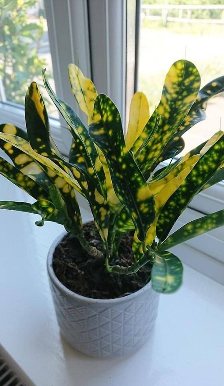 21 Stunning Indoor Plants Perfect for East Facing Windows