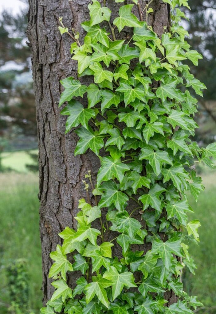 16 Vines That Can Grow on Trees: Find Your Perfect Match