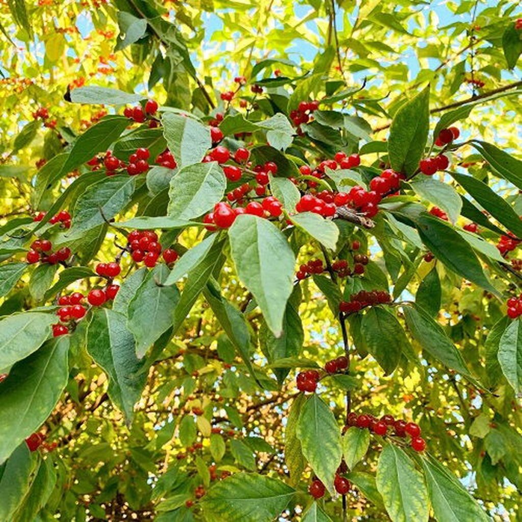 8 Enchanting Vines with Red Berries That Brighten Any Garden