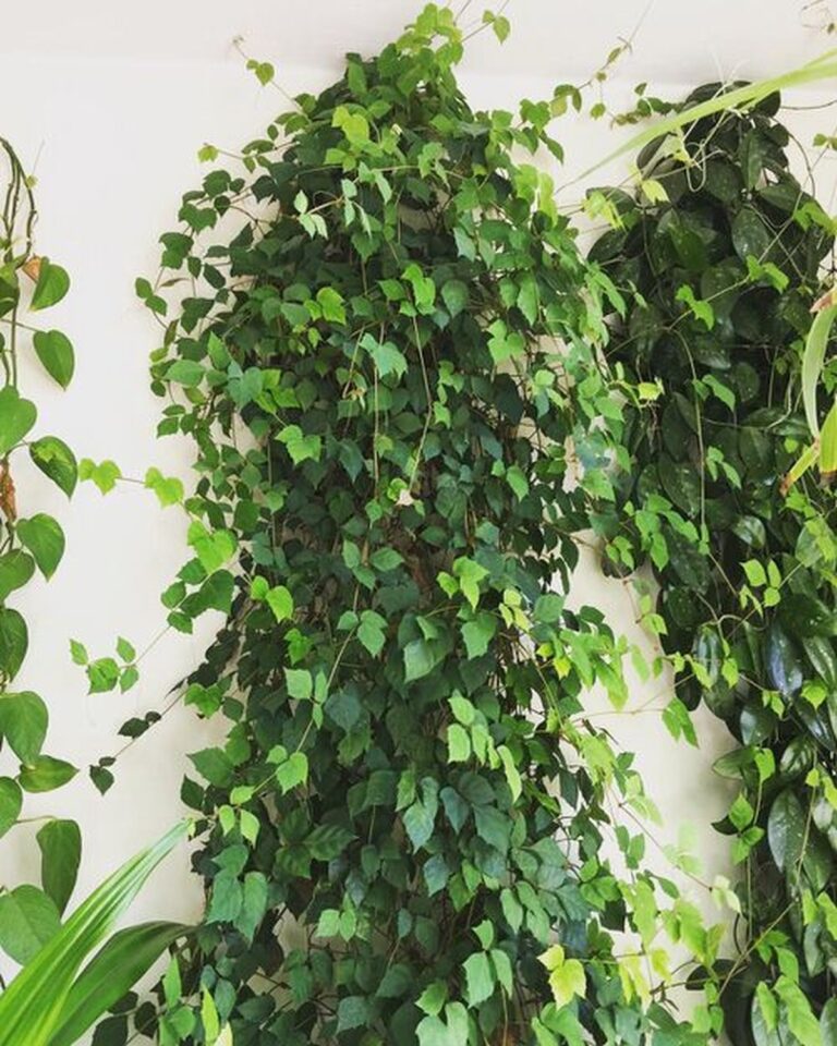 15 Amazing Low Light Outdoor Vines That Thrive in Shade