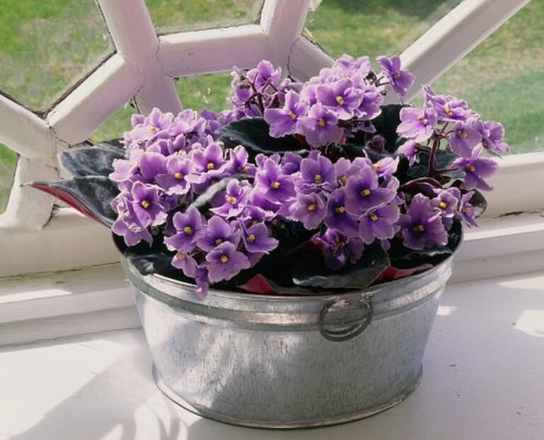 36 Gorgeous Violet Flowers to Brighten Your Garden Today