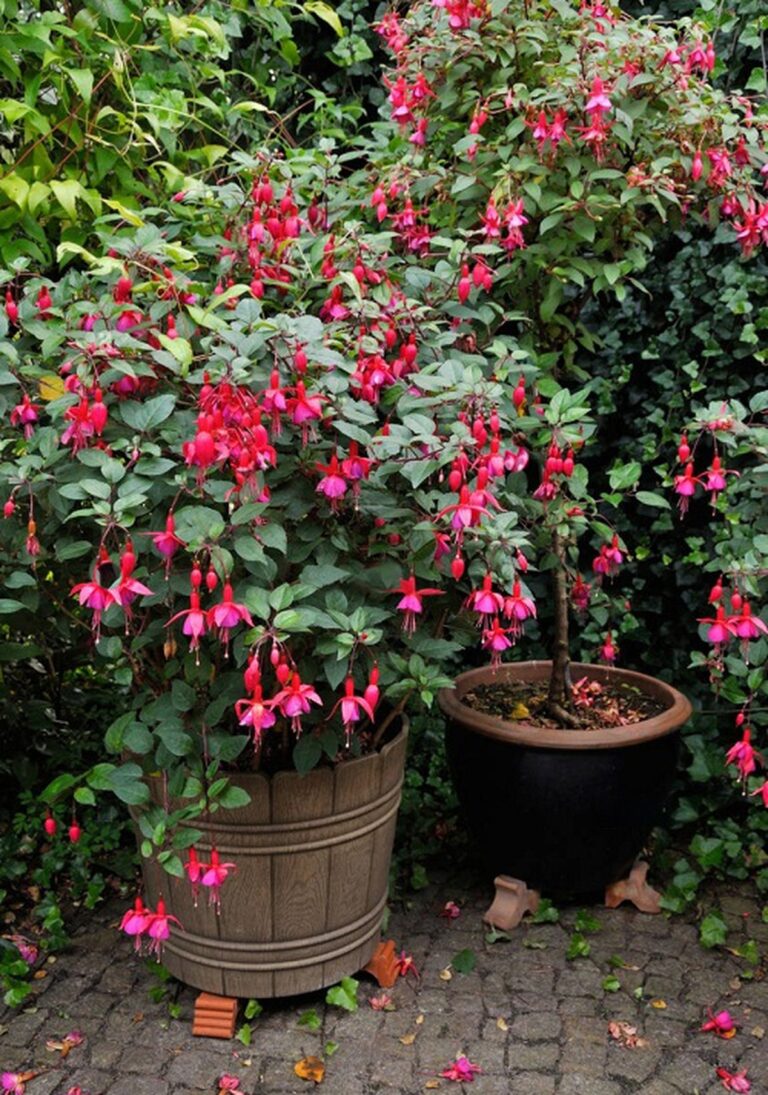 16 Gorgeous Fuchsia Variety Colors That Gardeners Adore